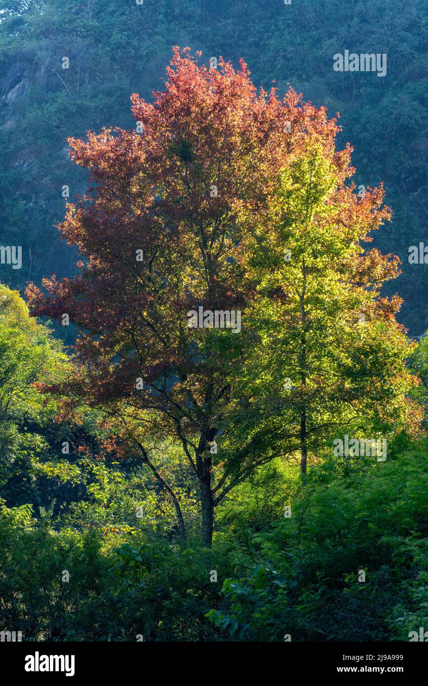 Maple trees in Ban Viet Lake, Cao Bang, Vietnam in autumn Stock Photo ...