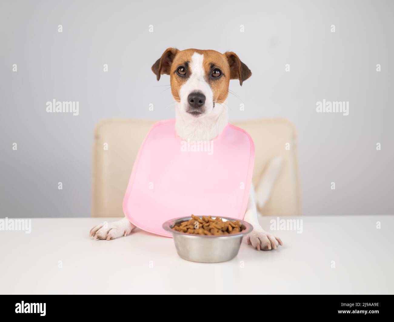 Dog jack russell terrier at the dinner table in a pink bib Stock Photo ...