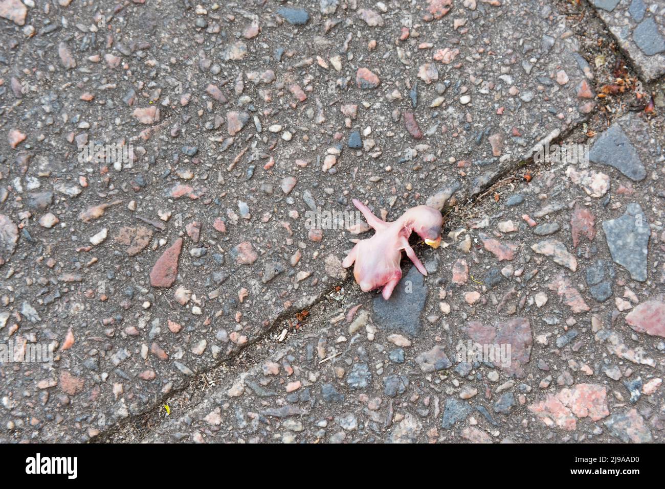 Bird kicked out nest hi-res stock photography and images - Alamy