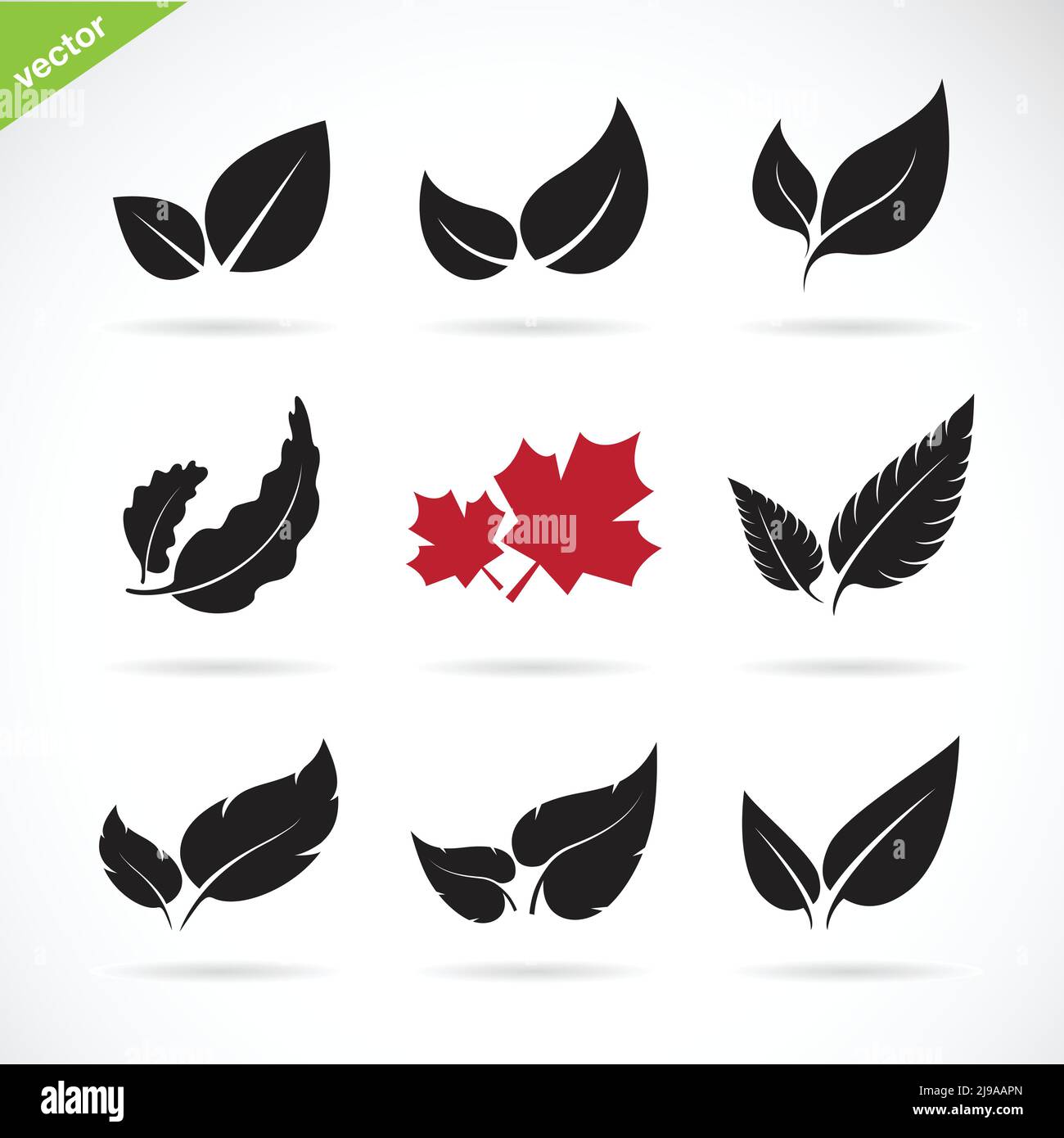 Vector of a leaves icon set on white background Stock Vector Image ...