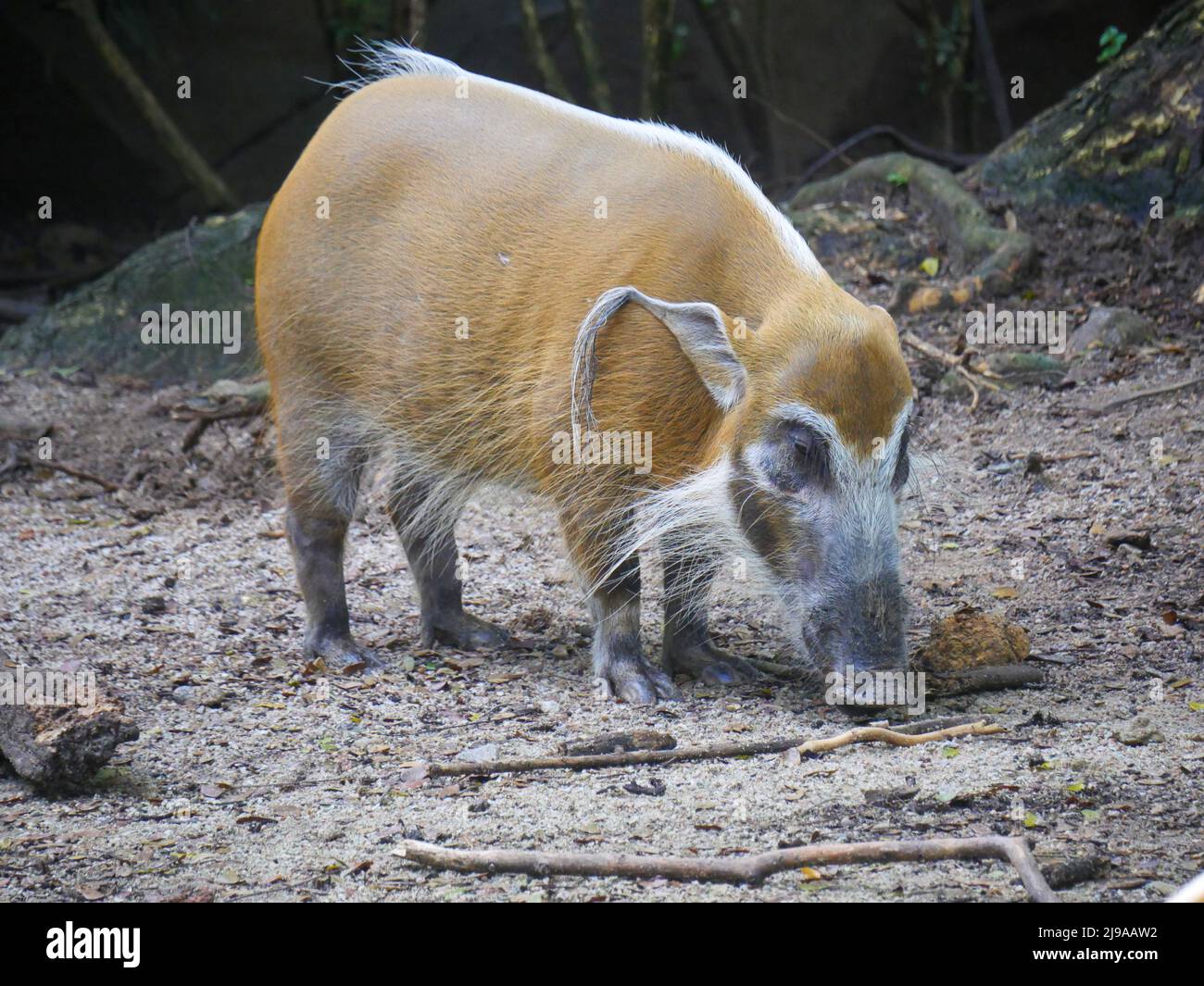 Red river hog : The red river hog or bush pig, is a wild member of the ...