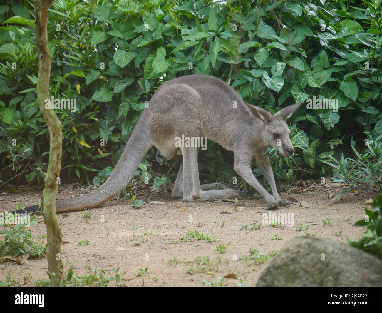Western and eastern grey kangaroo hi-res stock photography and images ...