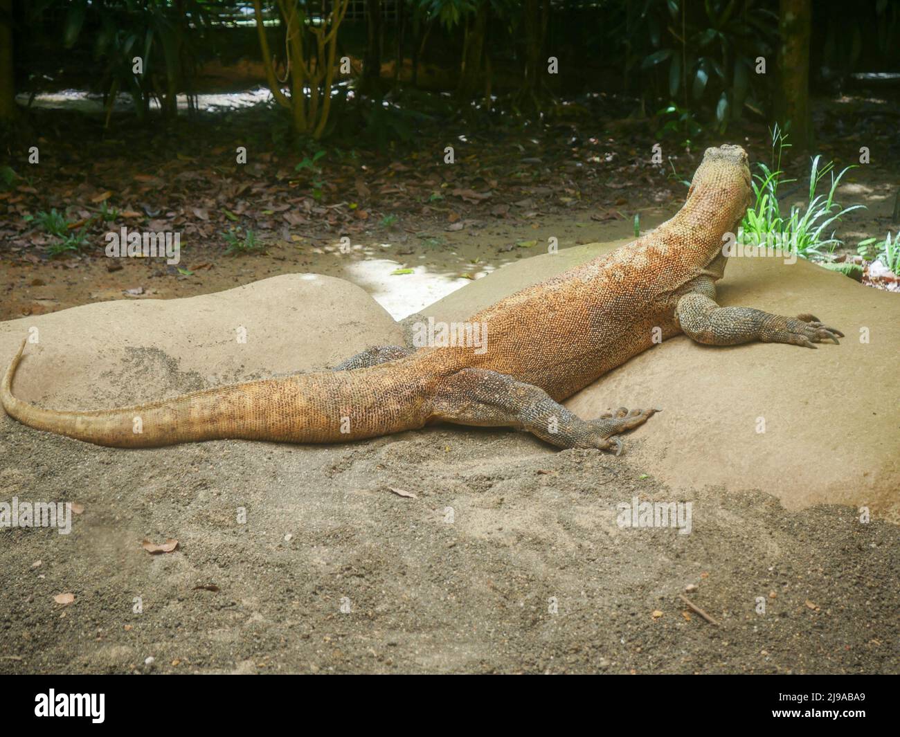 Komodo Dragon, also known as the Komodo monitor, is a member of the ...