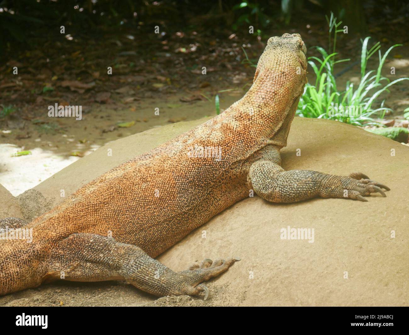 Komodo Dragon, also known as the Komodo monitor, is a member of the ...