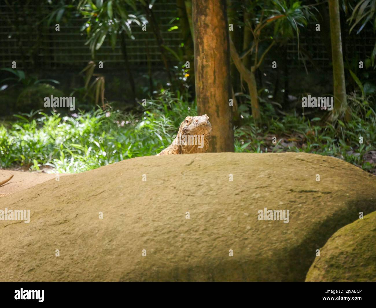 Komodo Dragon, also known as the Komodo monitor, is a member of the ...