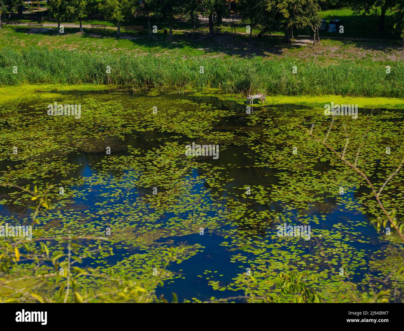 Green leaf top hi-res stock photography and images - Alamy