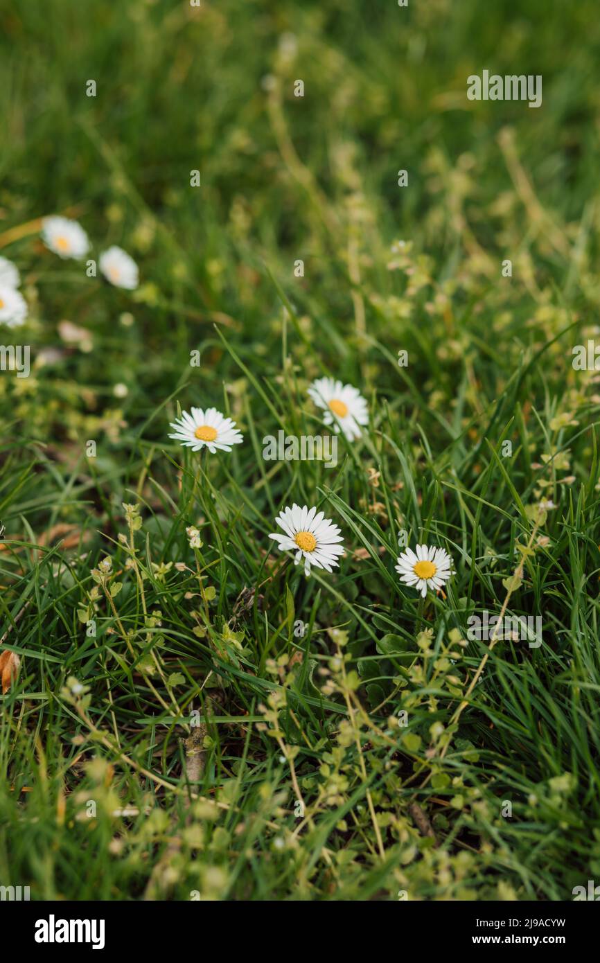 A group of wild white flowers bloom in a meadow in the spring on a ...