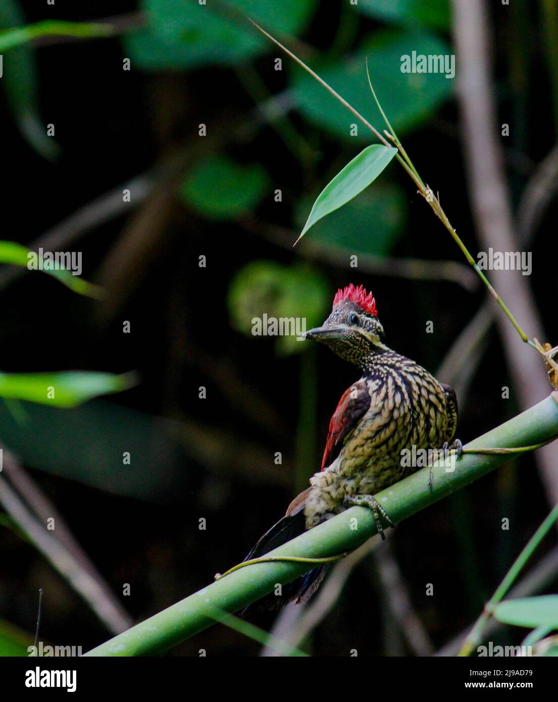 Woodpecker of sri lanka hi-res stock photography and images - Alamy