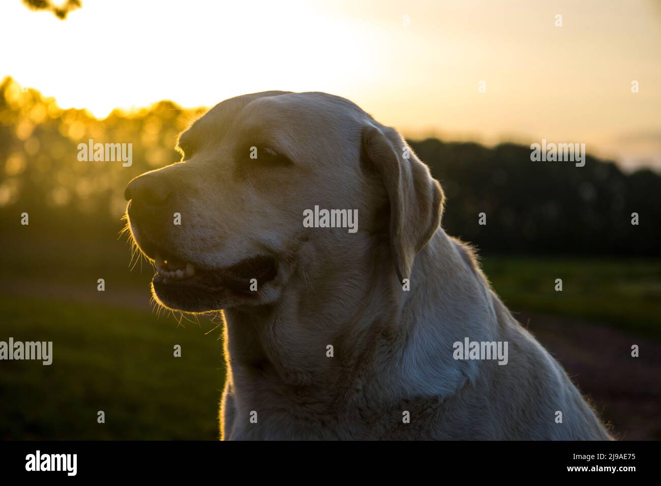 Labrador dog on a sunset background Stock Photo - Alamy