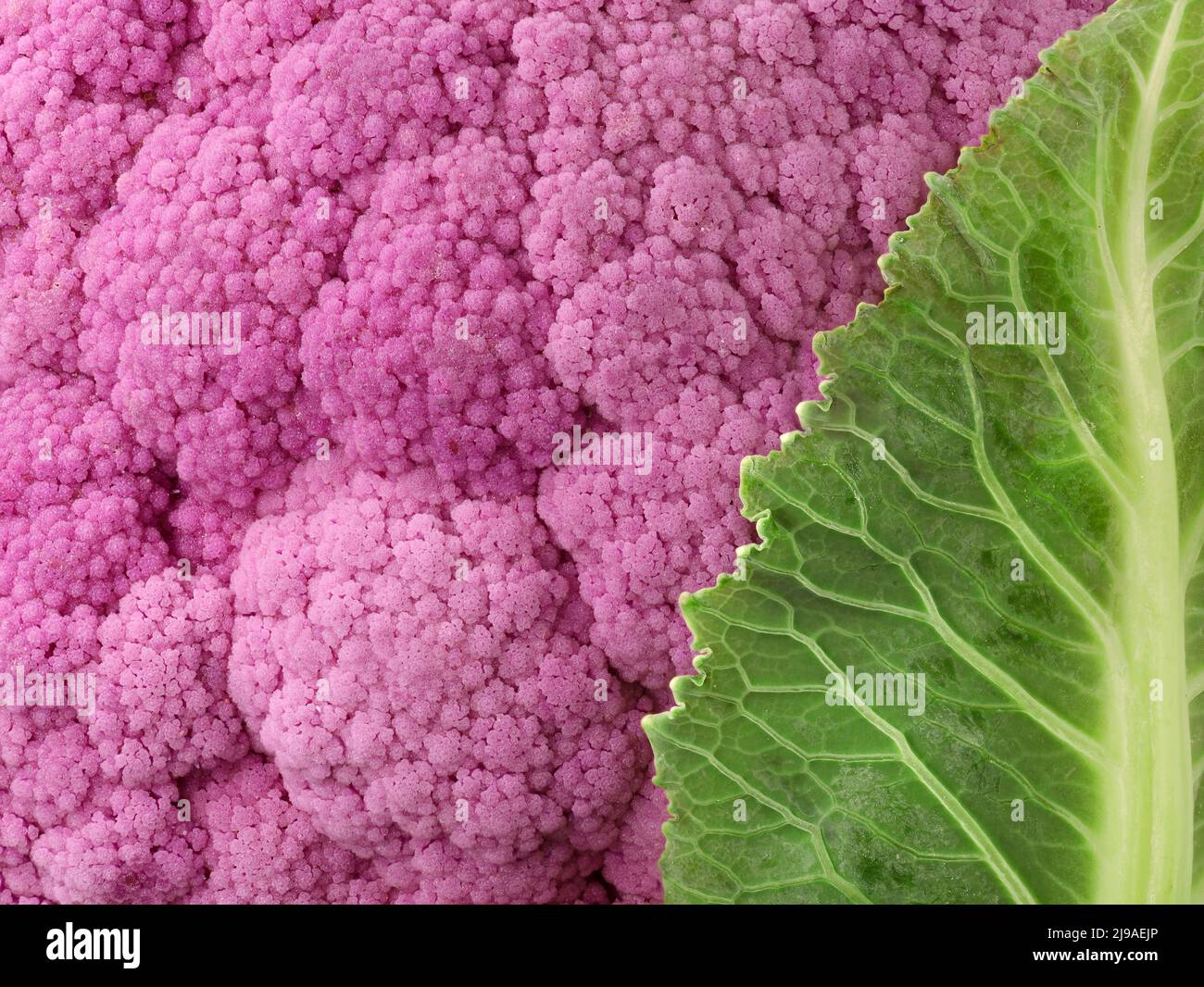 purple cauliflower with leaf, close up of colorful vegetable, texture ...