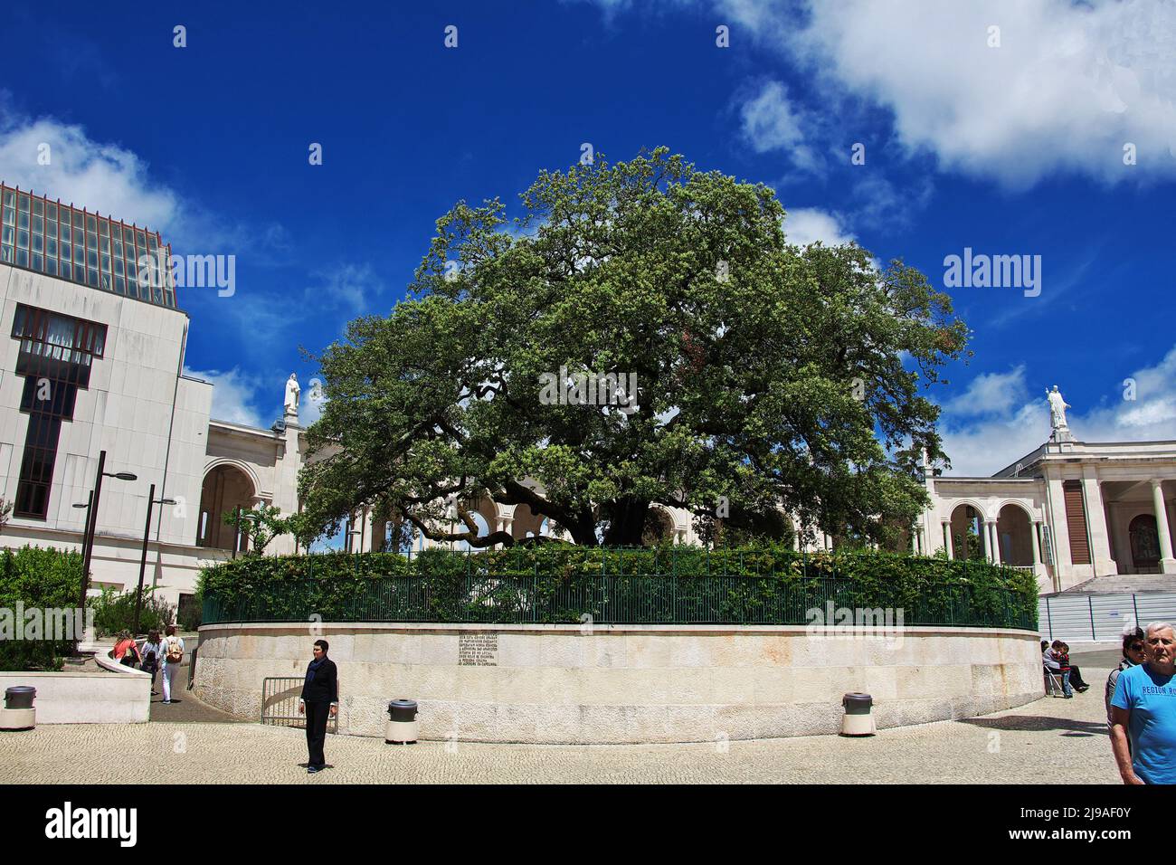 The Sant Tree in Fatima city, Portugal Stock Photo - Alamy