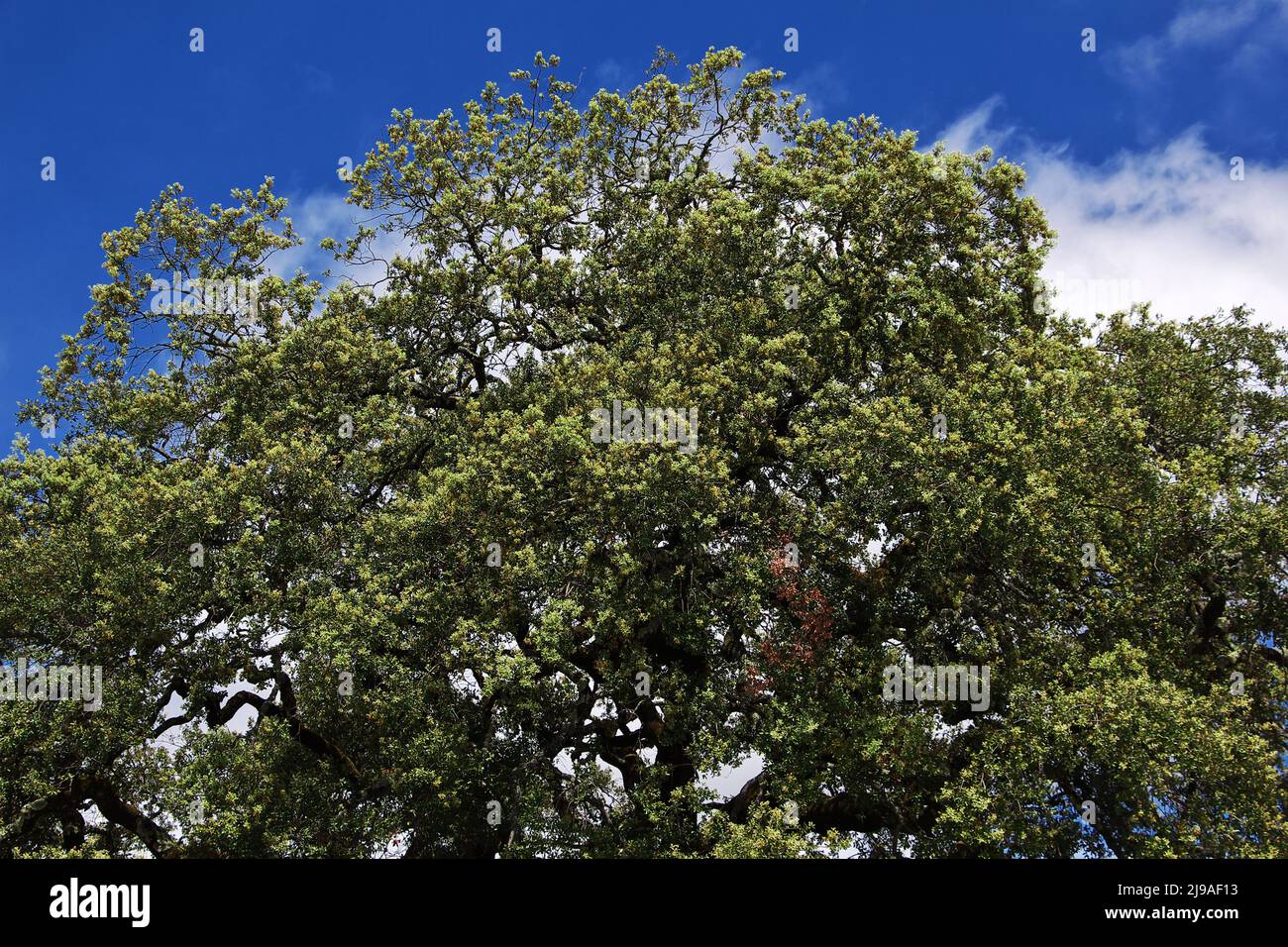 The Sant Tree in Fatima, Portugal Stock Photo - Alamy
