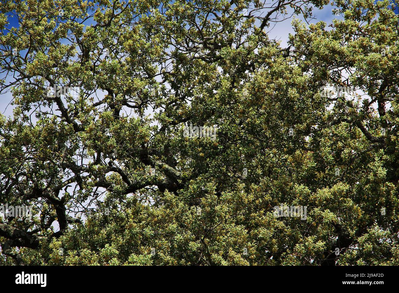 The Sant Tree in Fatima, Portugal Stock Photo - Alamy