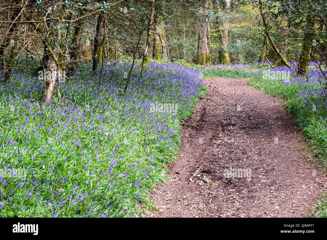 Lanhydrock, Cornwall, England, UK Stock Photo - Alamy
