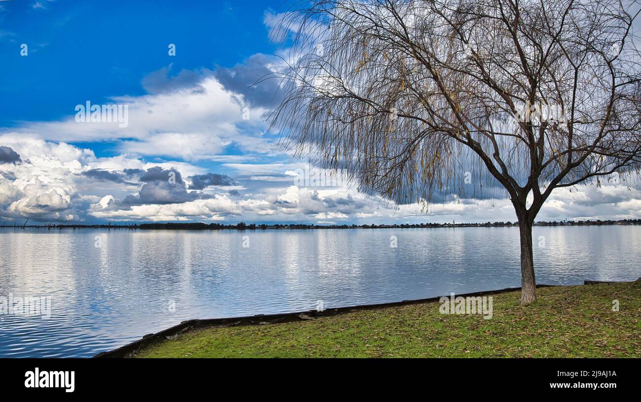 Tree overhanging the water and reflections of Lake Mulwala in NSW Stock ...