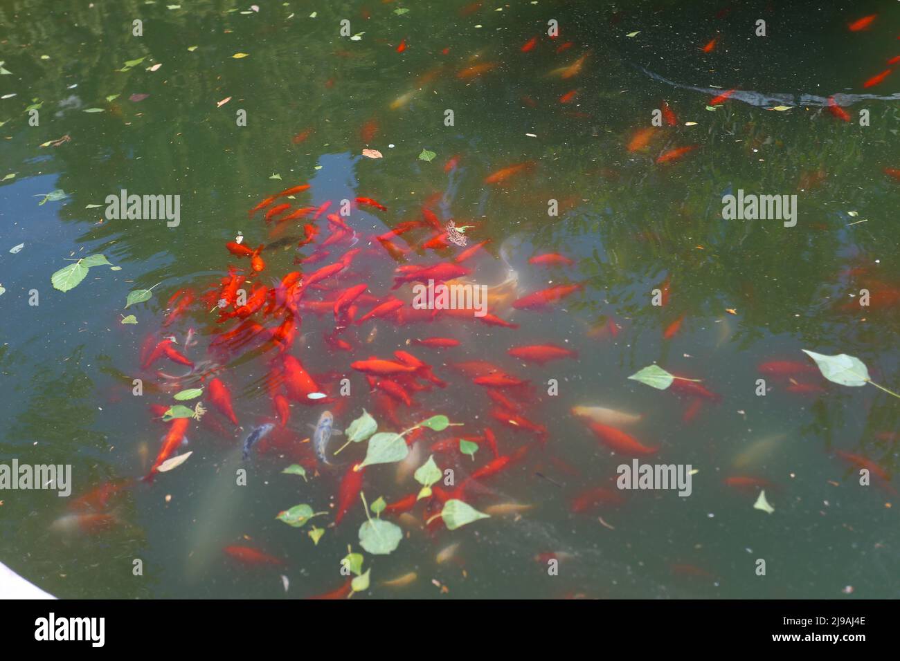 colorful fishes in water Stock Photo - Alamy