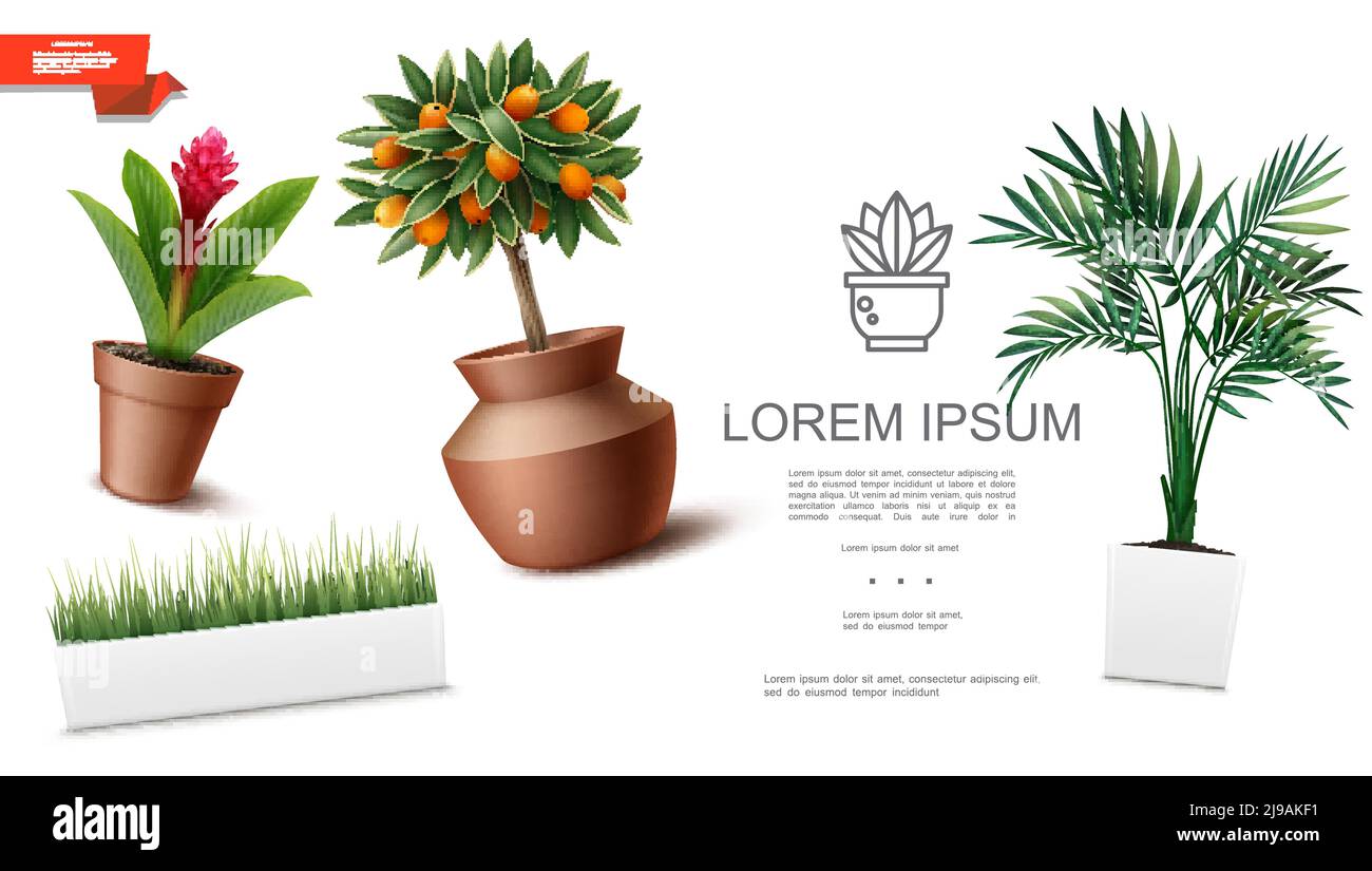 Realistic houseplants template with red ginger flower green palm leaves ...