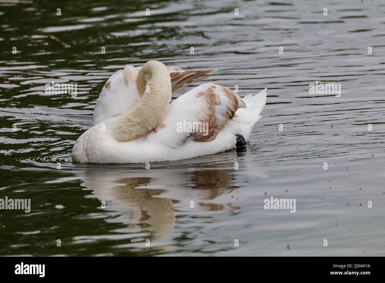 Clean ones feathers Stock Photo - Alamy