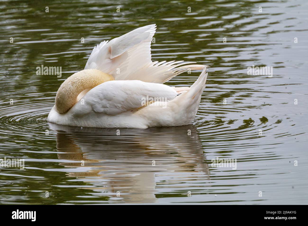 Clean ones feathers Stock Photo - Alamy