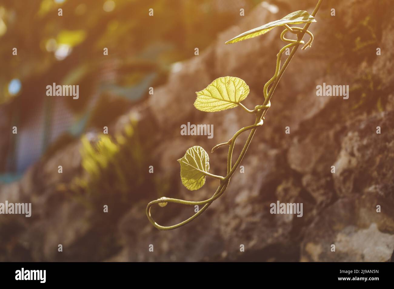 Plant lit by sun hi-res stock photography and images - Alamy