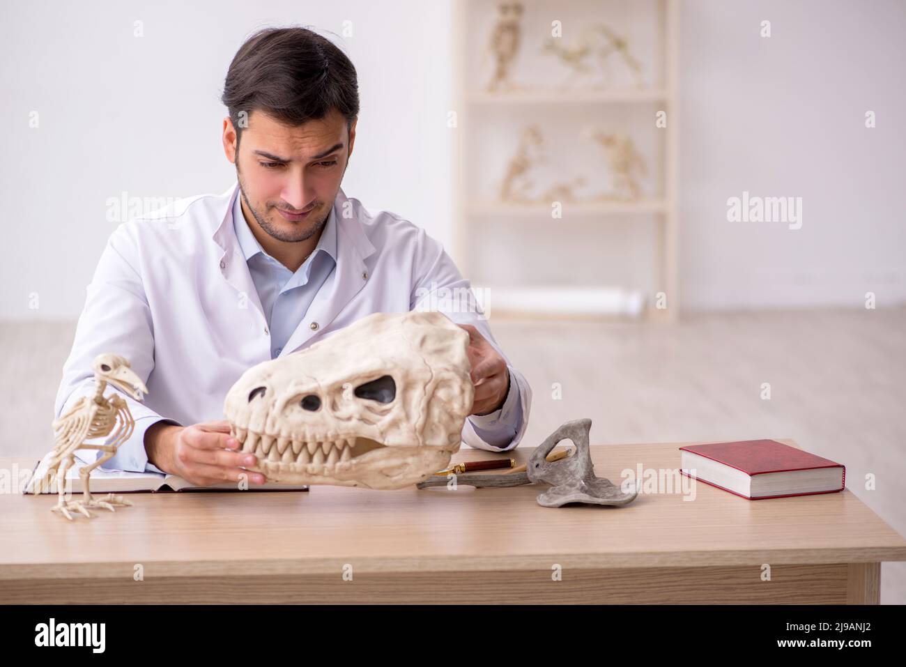 Young student paleontologist examining ancient animals at lab Stock ...