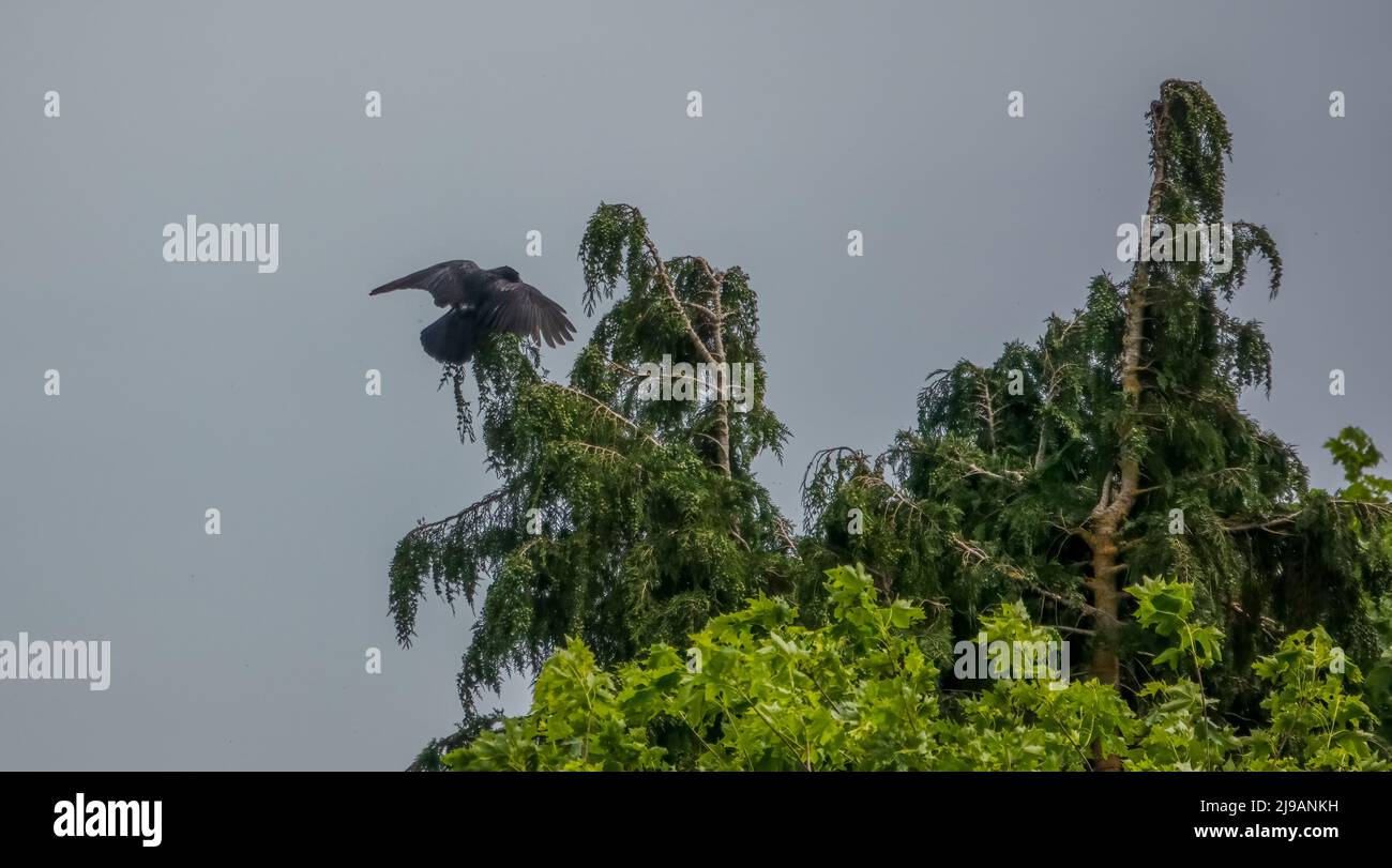 common raven (Corvus Corax) landing high in a treetop Stock Photo - Alamy