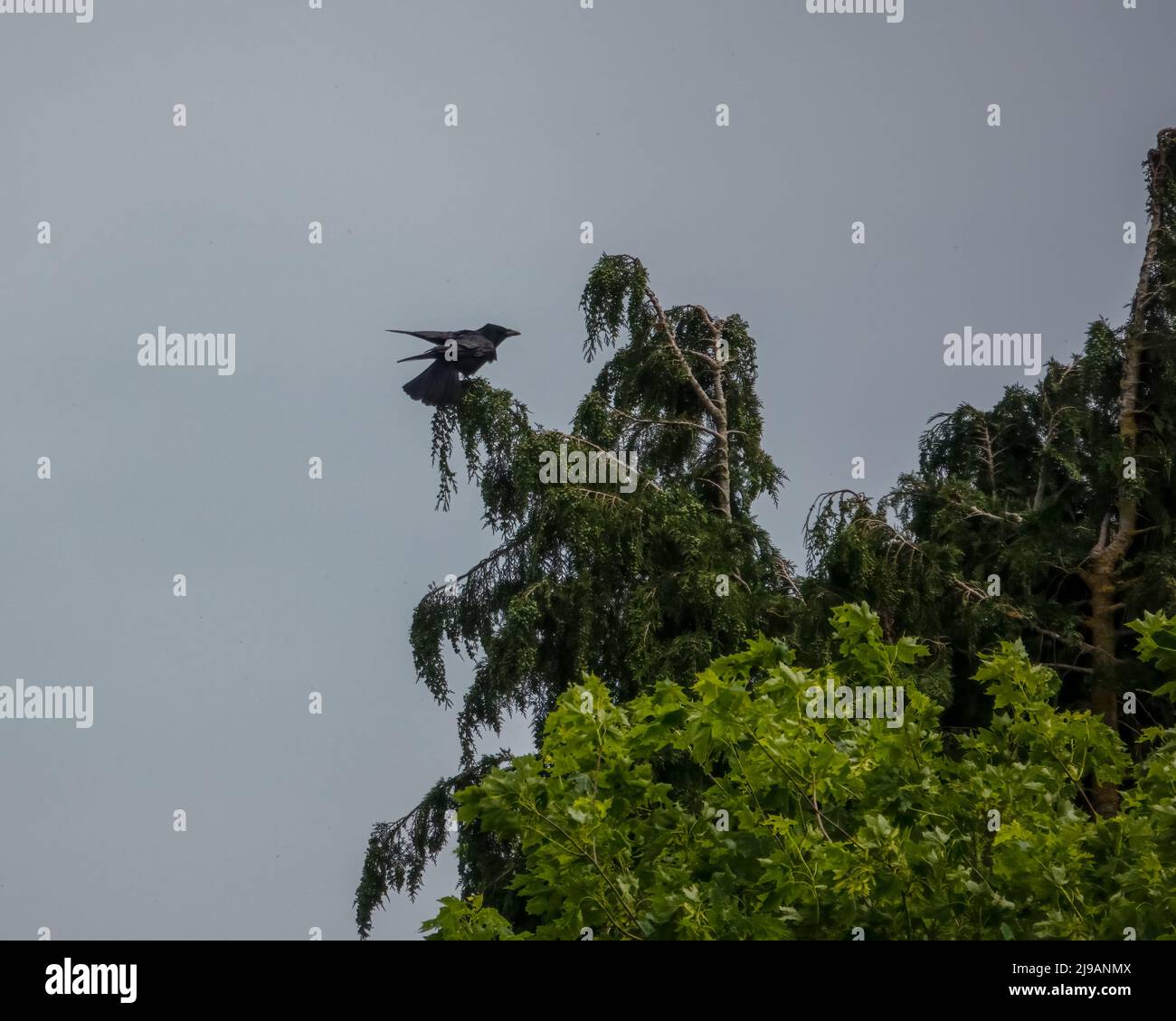 common raven (Corvus Corax) landing high in a treetop Stock Photo - Alamy