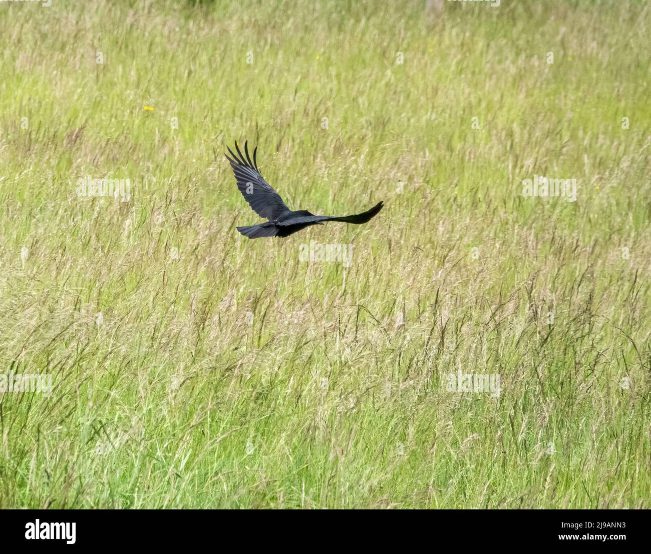 common raven (Corvus Corax) in flight over chalkland meadow Stock Photo ...