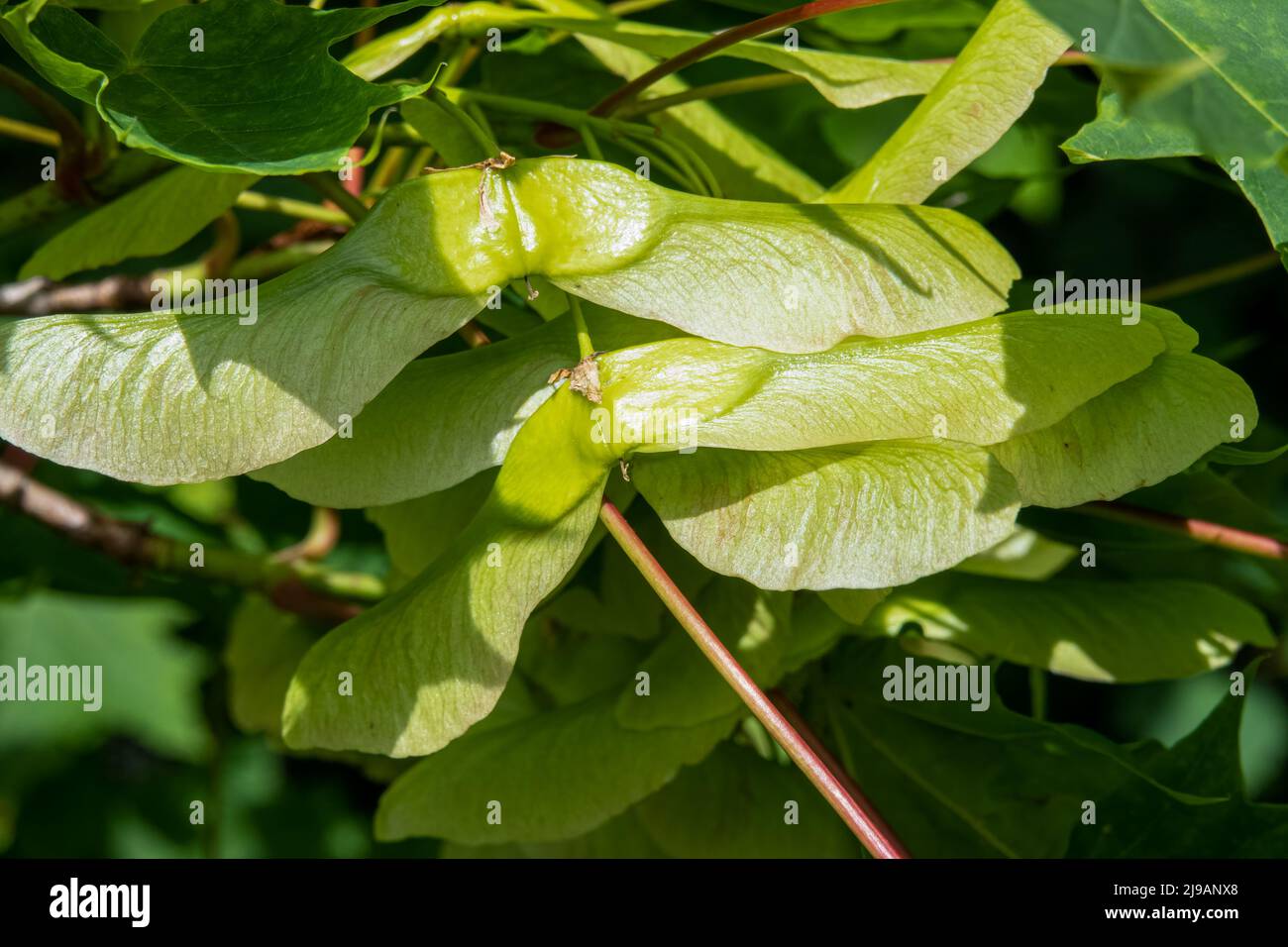 closeup of light green helicopter seeds from a maple tree in early ...