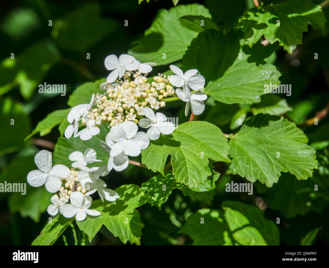 closeup of early summer Viburnum opulus 'Roseum' red guelder rose aka ...