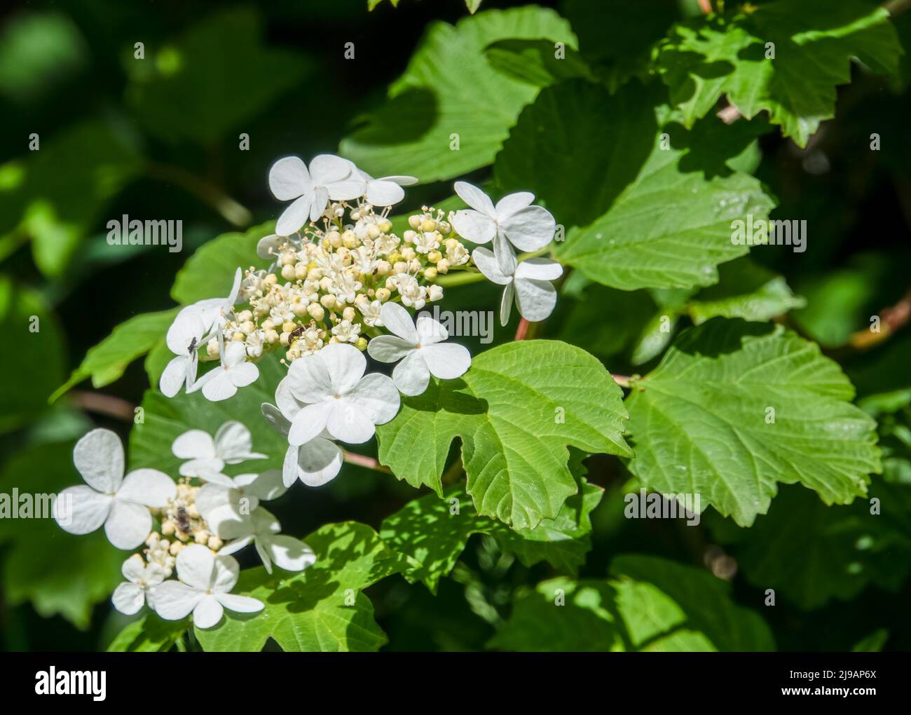 closeup of early summer Viburnum opulus 'Roseum' red guelder rose aka ...