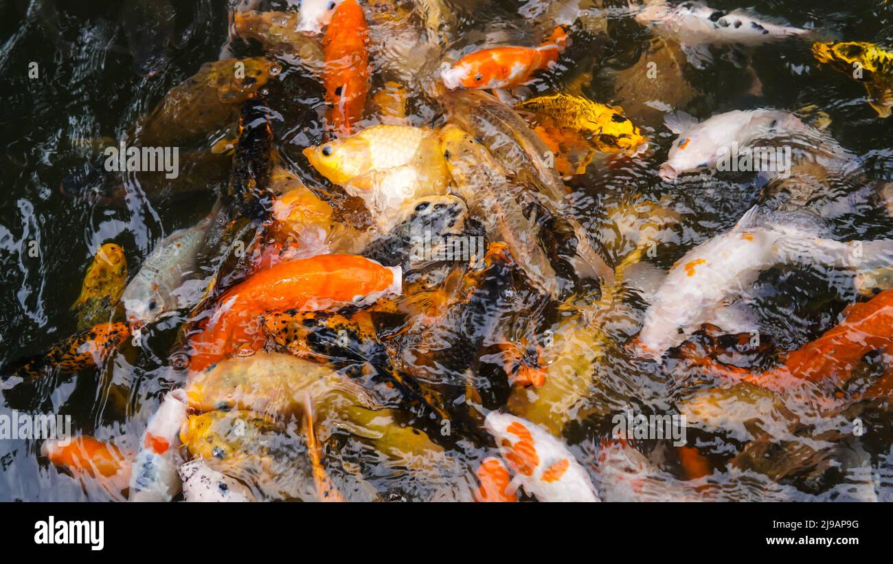 Feeding to many koi fish by hand in the fish big ponds Stock Photo - Alamy