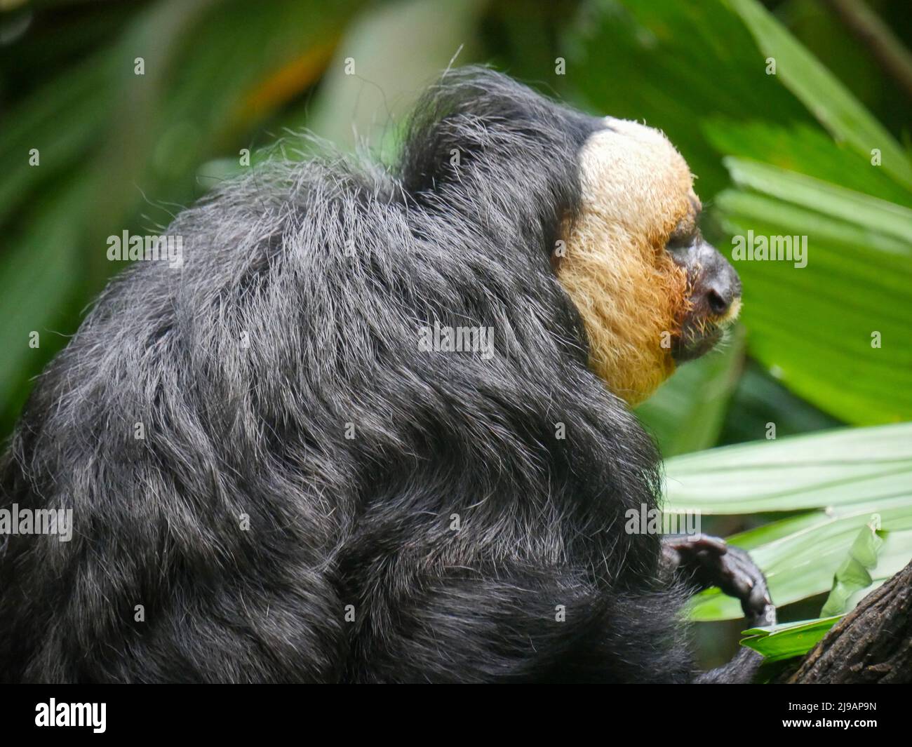 White Faced Saki monkey(Pithecia pithecia), called the Guianan saki and ...