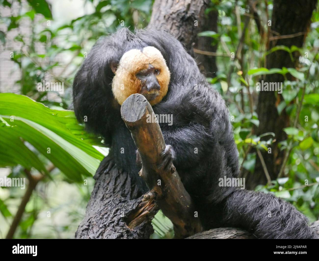 White Faced Saki monkey(Pithecia pithecia), called the Guianan saki and ...