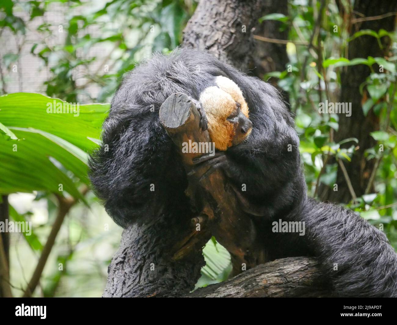 White Faced Saki monkey(Pithecia pithecia), called the Guianan saki and ...