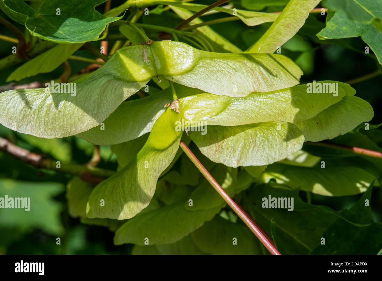 closeup of light green helicopter seeds from a maple tree in early ...