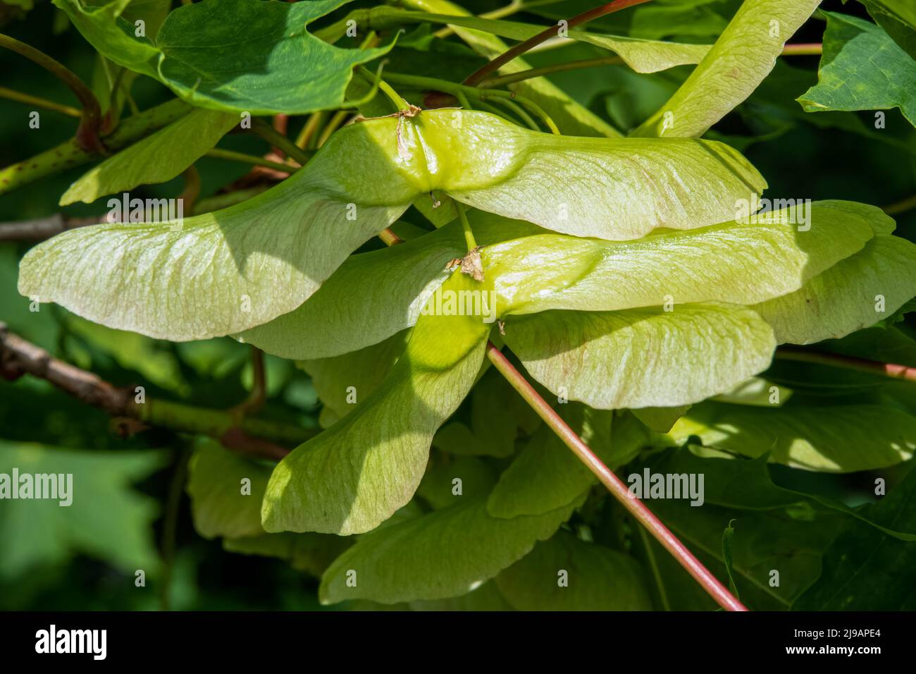 closeup of light green helicopter seeds from a maple tree in early ...