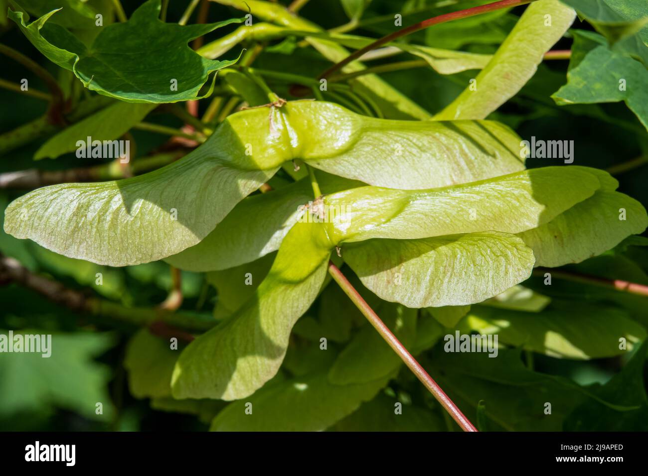 closeup of light green helicopter seeds from a maple tree in early ...