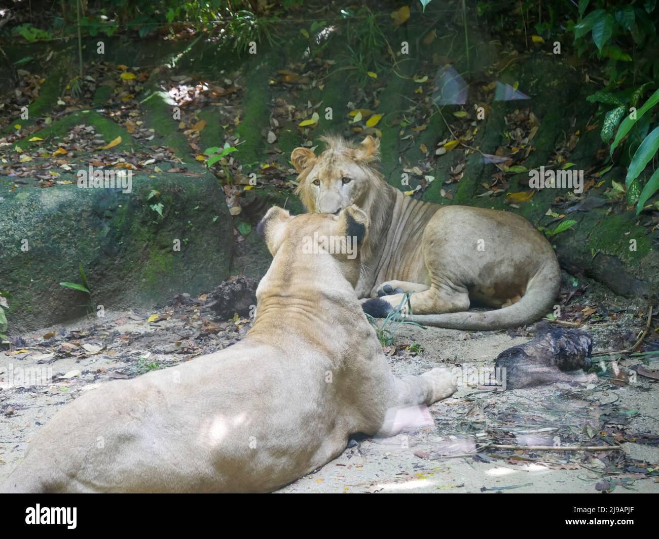 African Lion resting in Jungle. wildlife Animal Stock Photo - Alamy