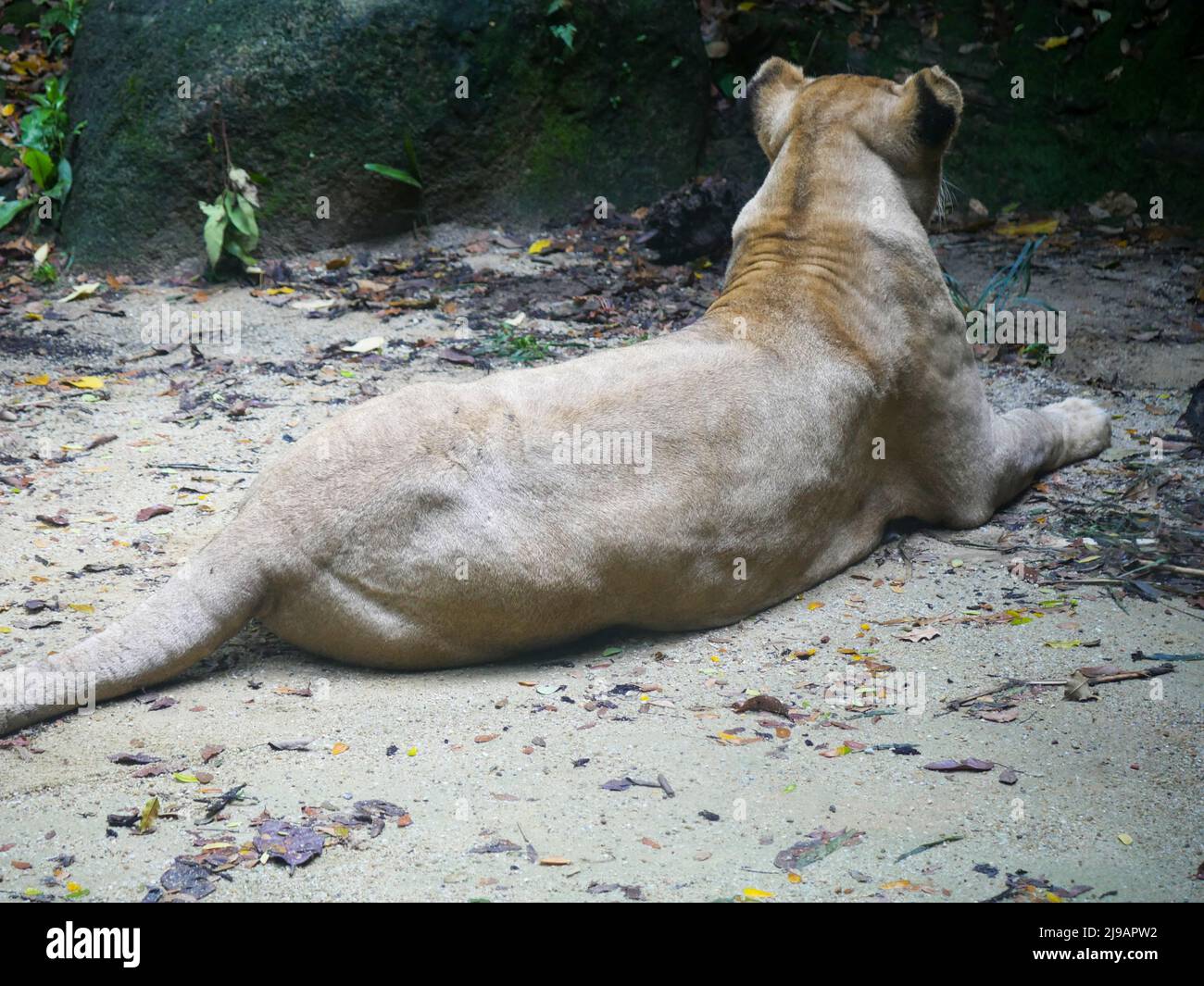 African Lion resting in Jungle. wildlife Animal Stock Photo - Alamy
