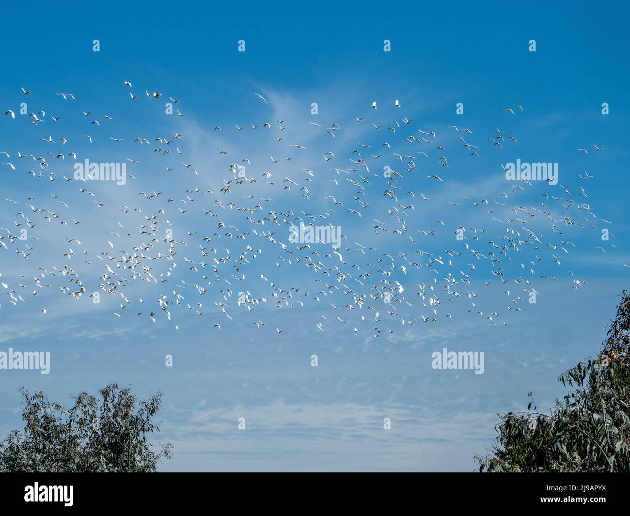Australian native birds flying, A massive flock of white little ...