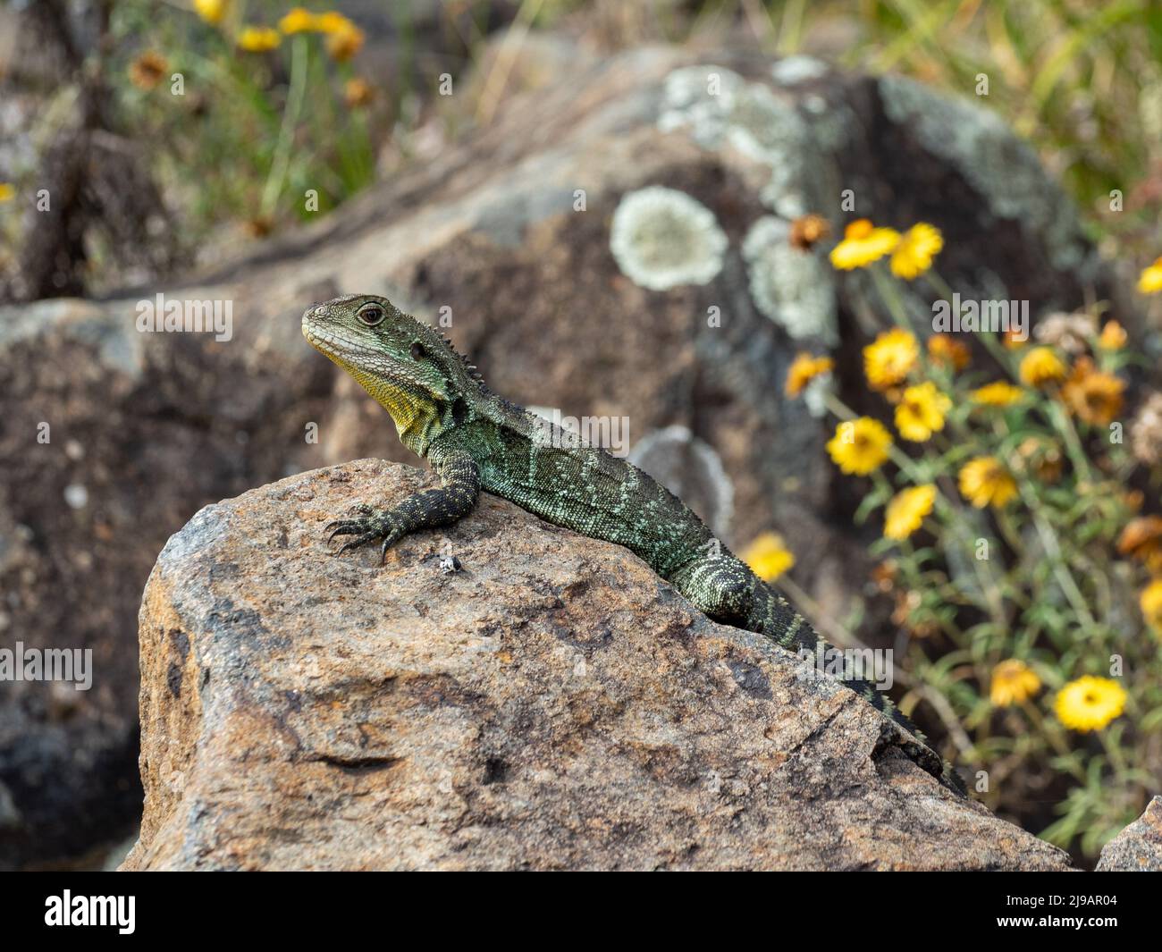 Lizard on a rock, Eastern Water Dragon, Australian reptile Stock Photo ...
