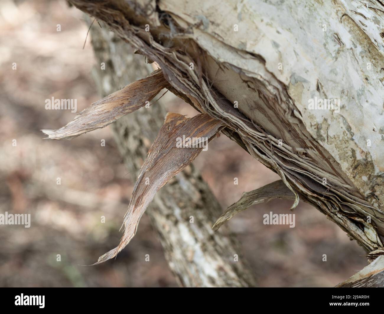 Bark on a tree, Australian bush garden, natural patterns Stock Photo ...