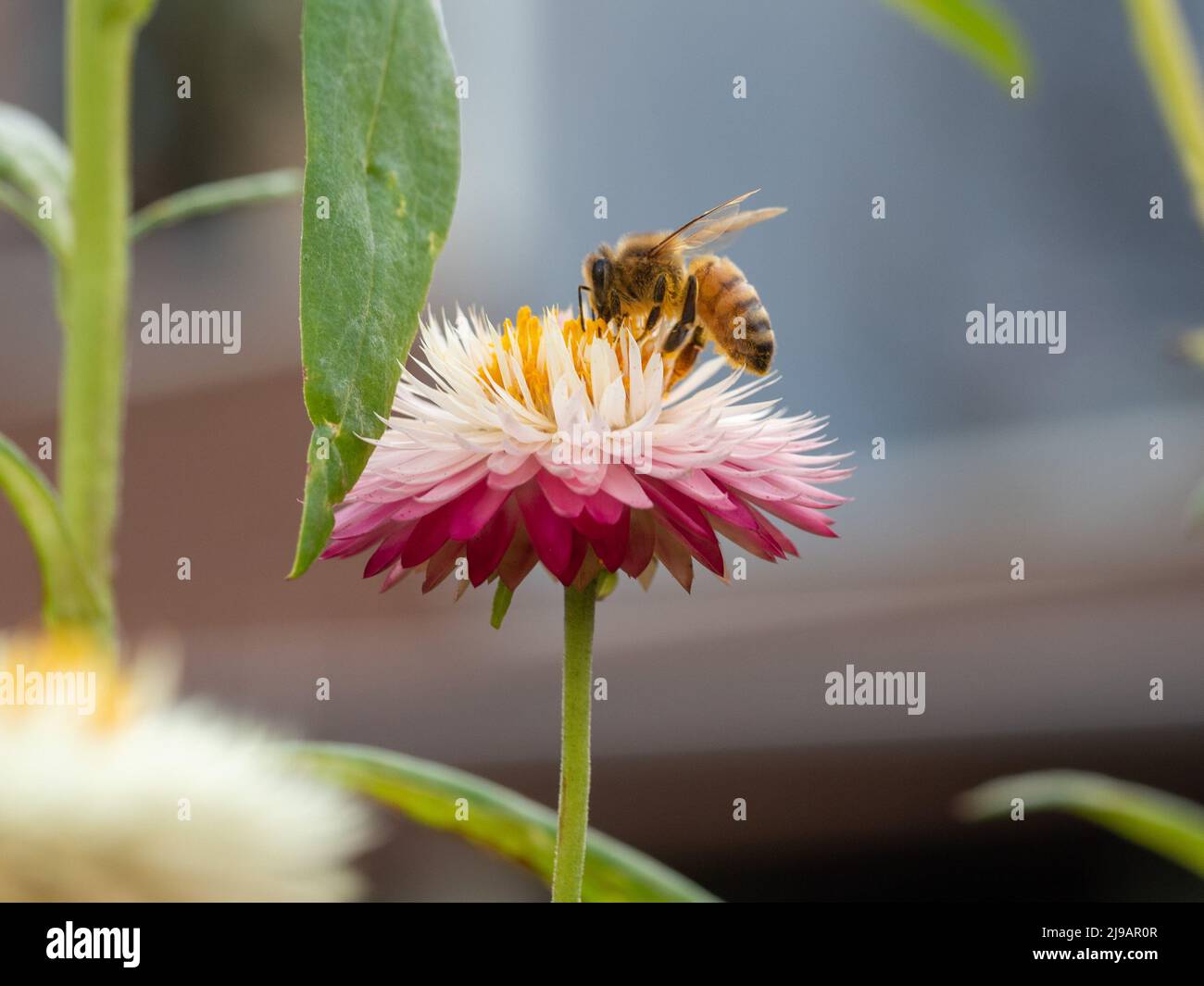 Australian native daisies hi-res stock photography and images - Alamy