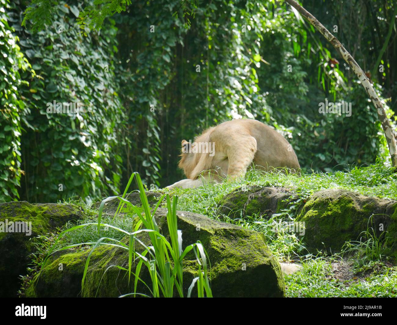 Lion jungle hi-res stock photography and images - Alamy