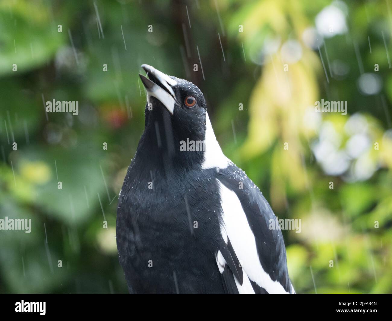 Birds, singing in the rain, Australian Magpie getting wet, covered in ...
