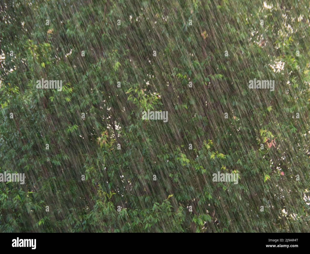 Leafy precipitation hi-res stock photography and images - Alamy
