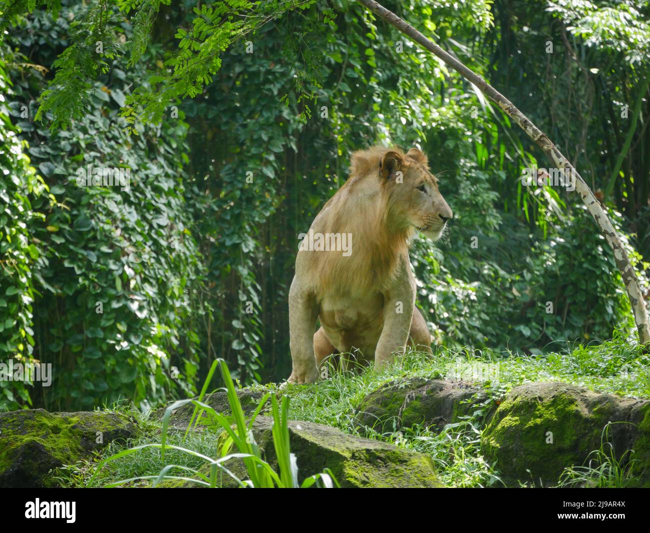 African lion in conservation park hi-res stock photography and images ...
