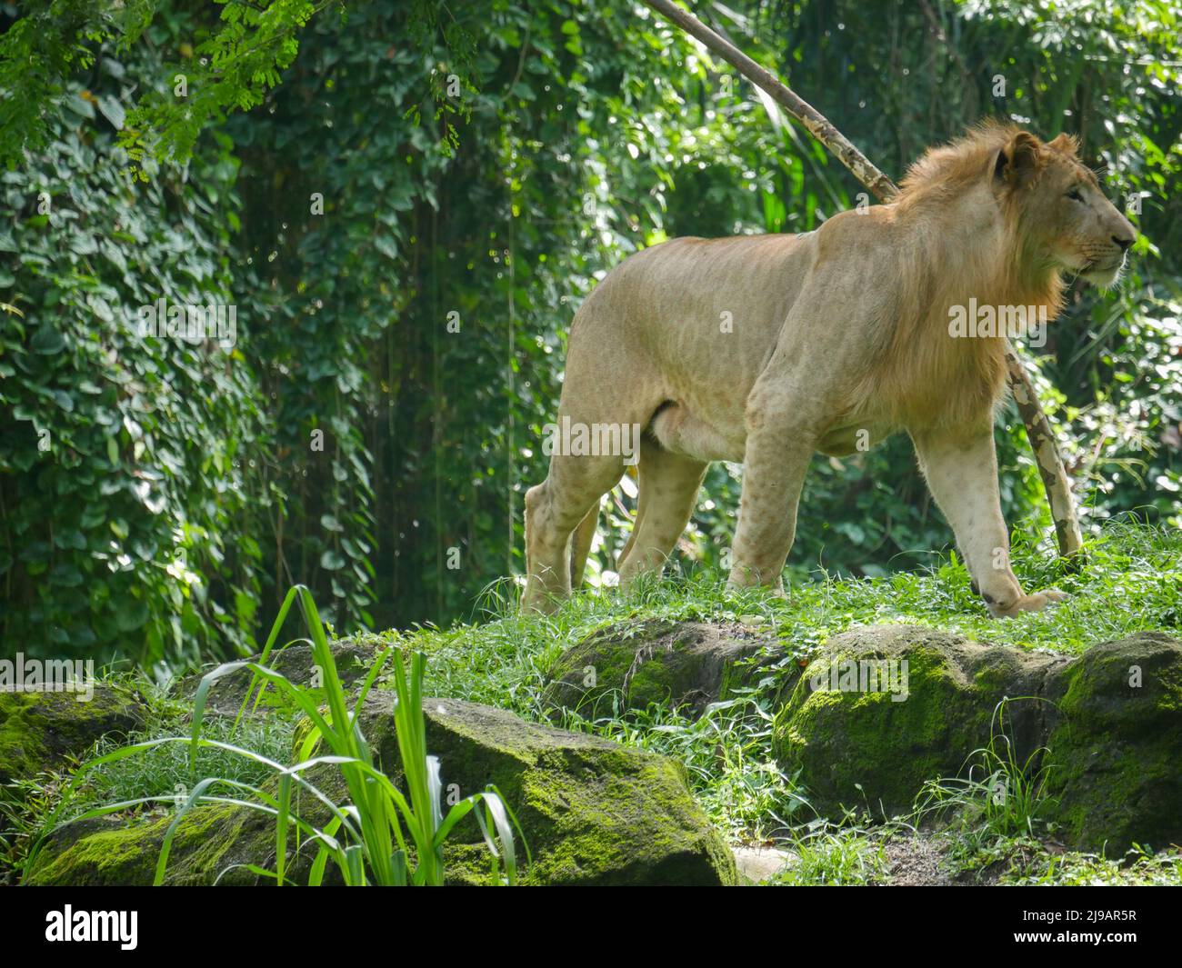 African lions in conservation hi-res stock photography and images - Alamy