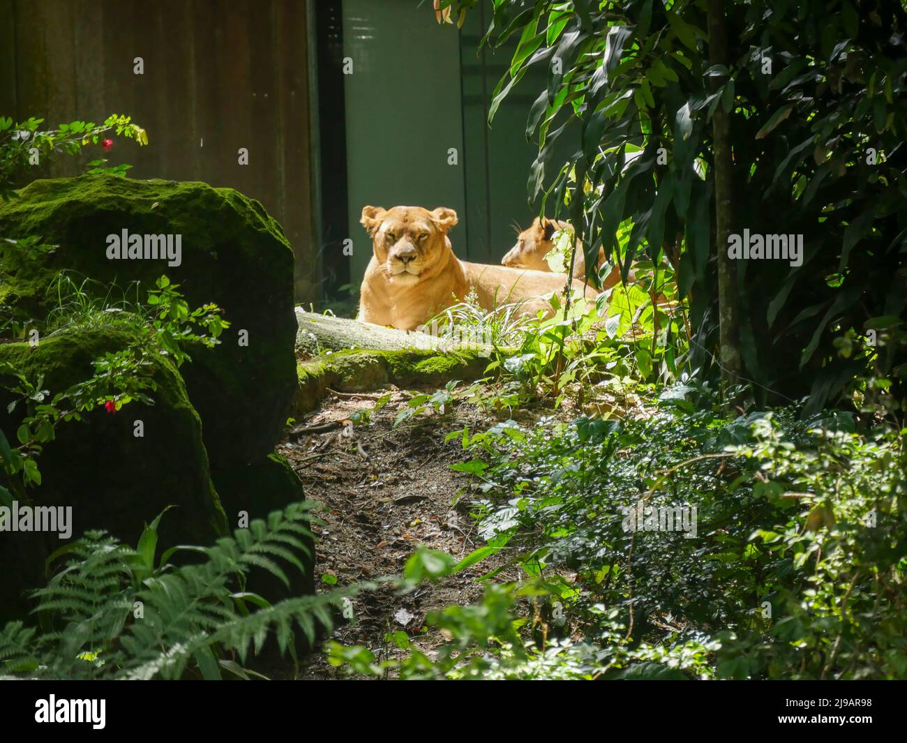 Lion jungle hi-res stock photography and images - Alamy
